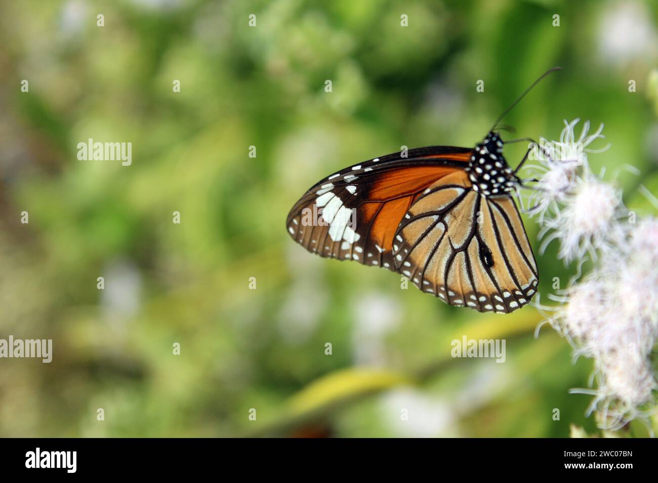 Striped tiger butterfly, Danaus genutia on a flower with green ...