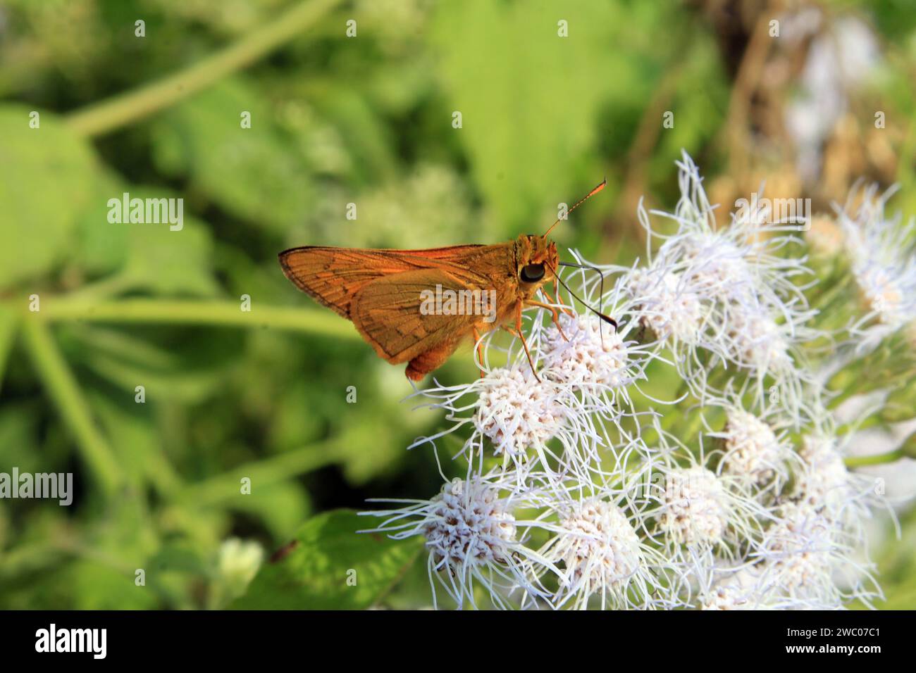 Nature's harmony, Butterfly and flower Stock Photo - Alamy