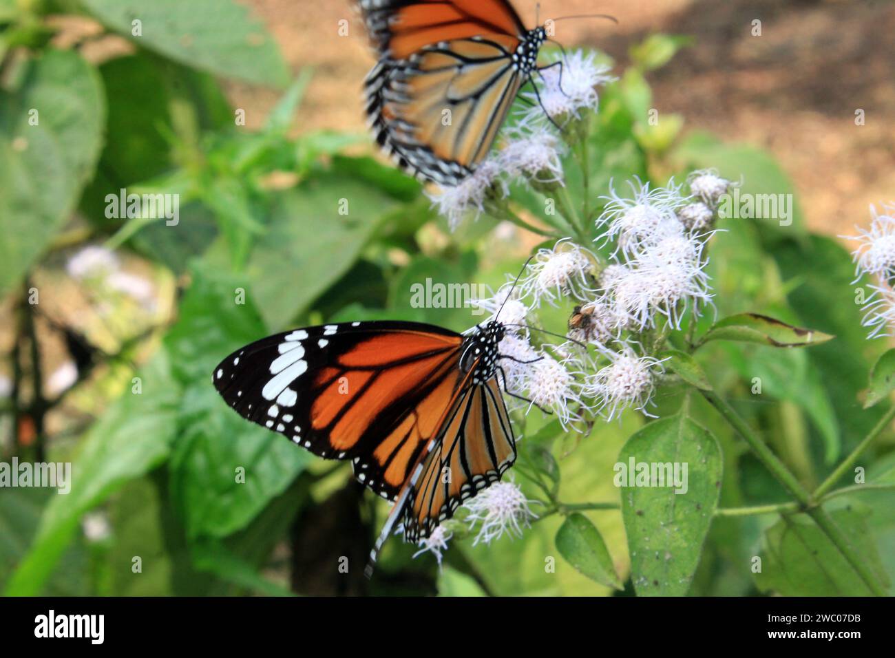 Nature's harmony, Butterfly and flower Stock Photo - Alamy