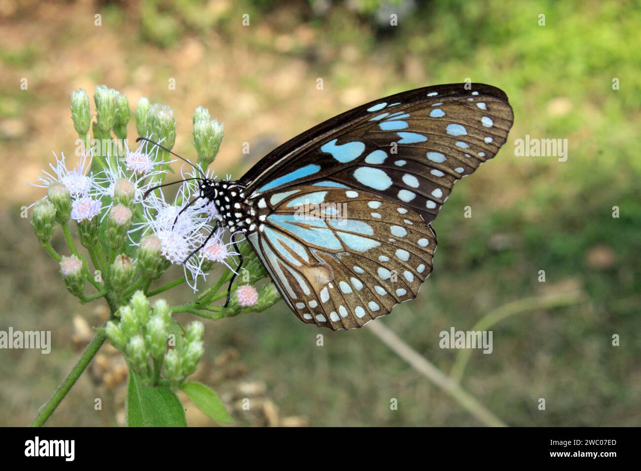 Tirumala Limniace or the blue tiger butterfly. India Stock Photo - Alamy