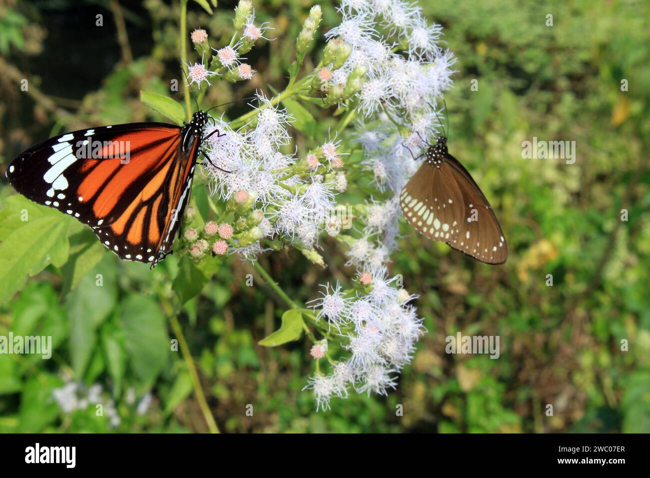 India most beautiful butterfly hi-res stock photography and images - Alamy