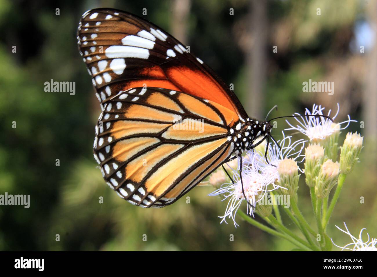 Striped tiger butterfly, Danaus genutia on a flower with green ...