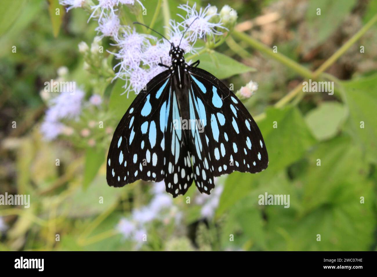 Indian butterfly hi-res stock photography and images - Alamy