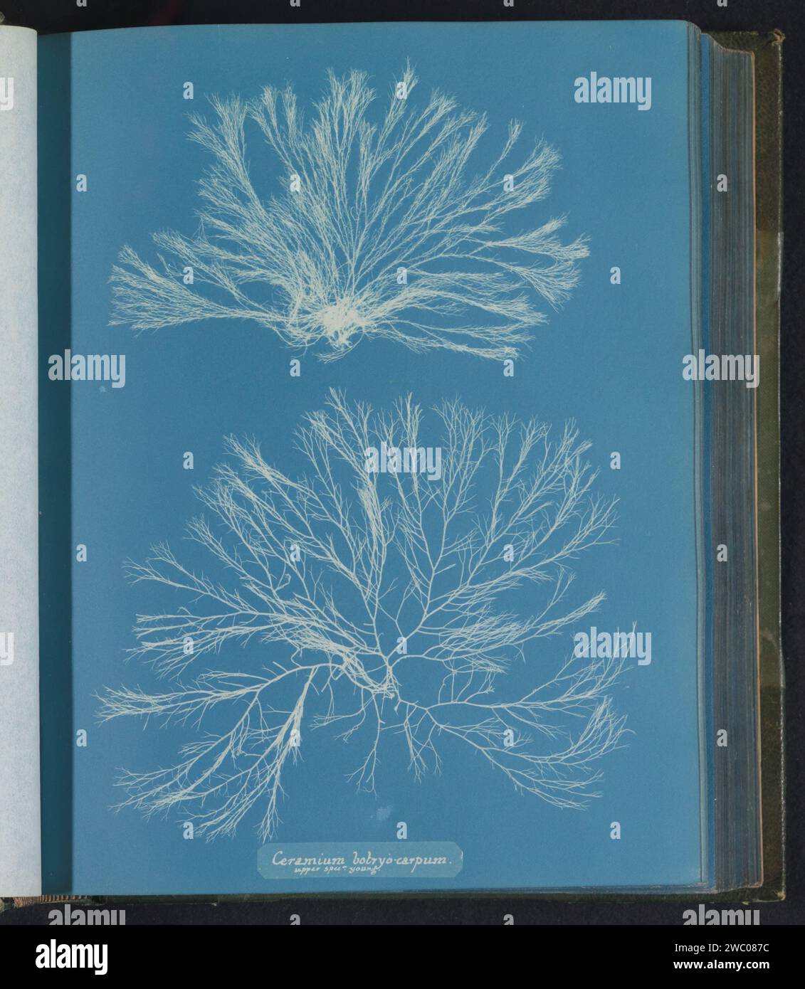 Ceramium botryocarpum hi-res stock photography and images - Alamy
