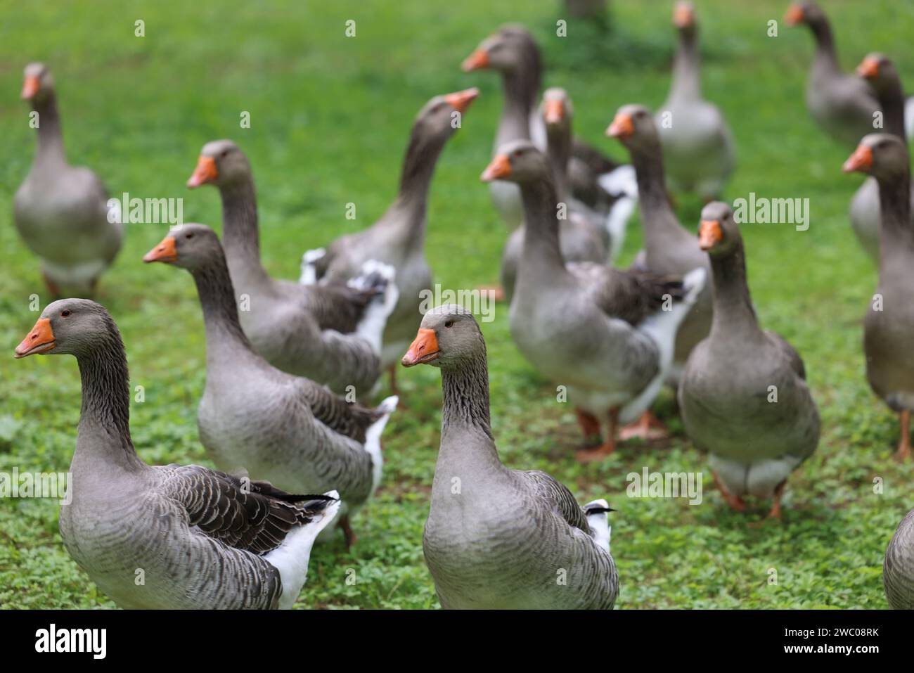 Gavage geese hi-res stock photography and images - Alamy