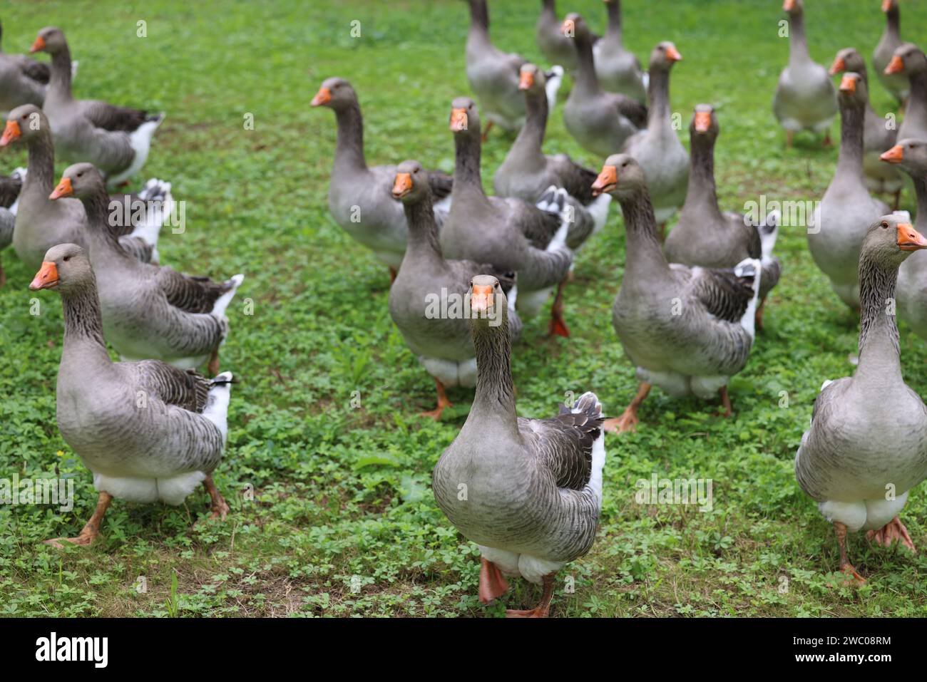 The famous Périgord geese in a field of walnut trees. Agriculture ...