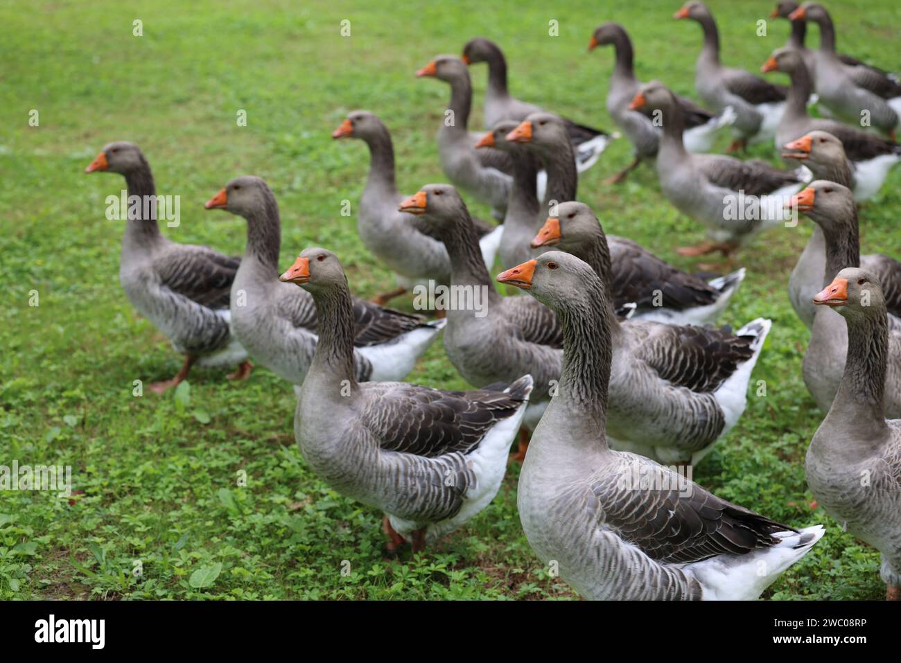 The famous Périgord geese in a field of walnut trees. Agriculture ...