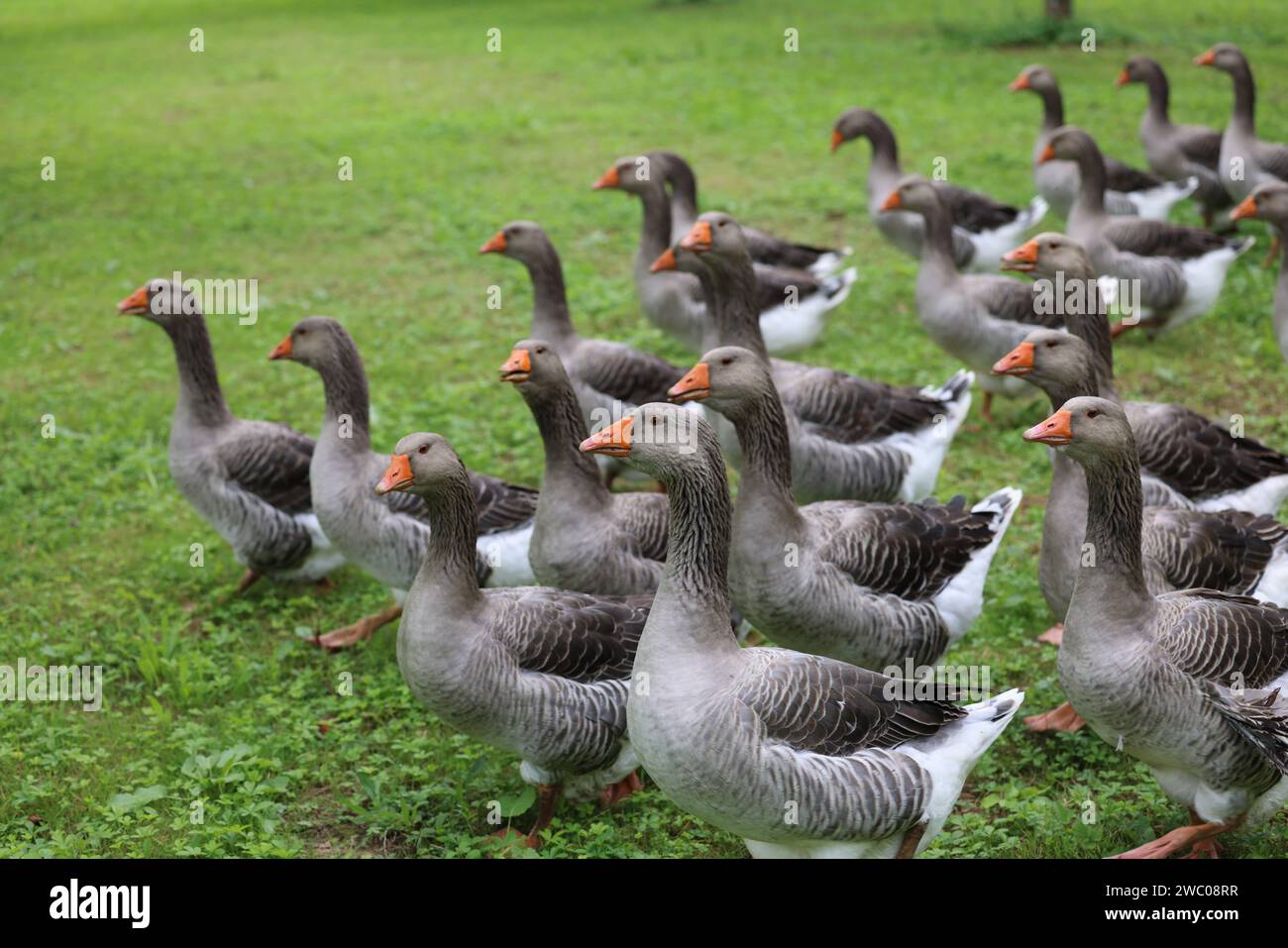 The famous Périgord geese in a field of walnut trees. Agriculture ...