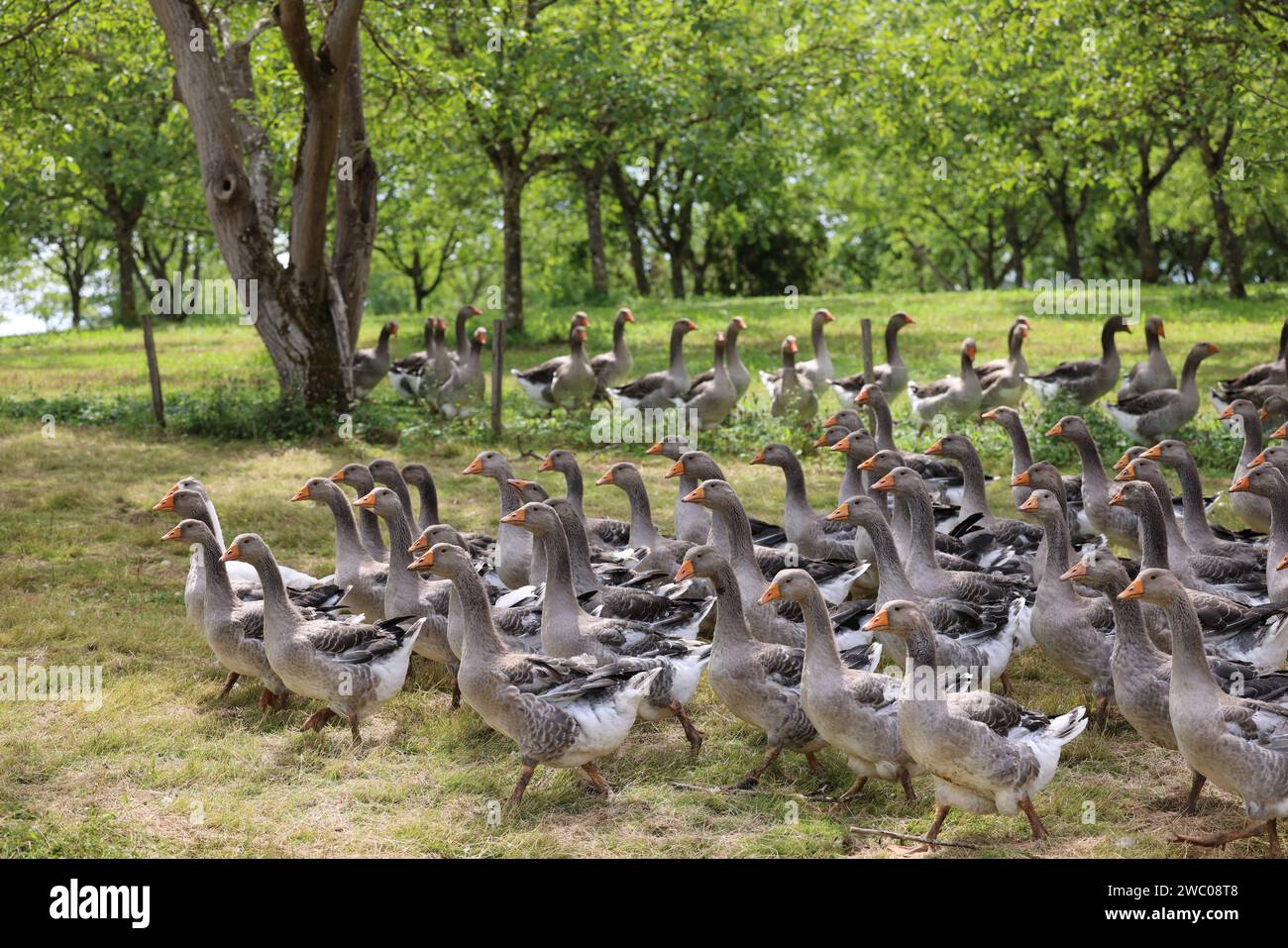 The famous Périgord geese in a field of walnut trees. Agriculture ...