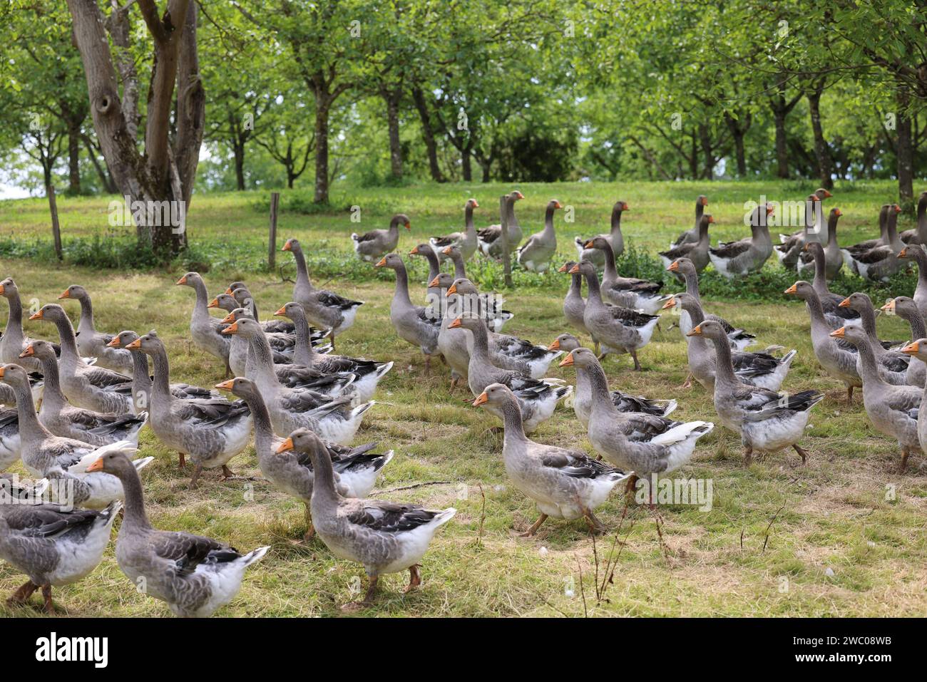 The famous Périgord geese in a field of walnut trees. Agriculture ...