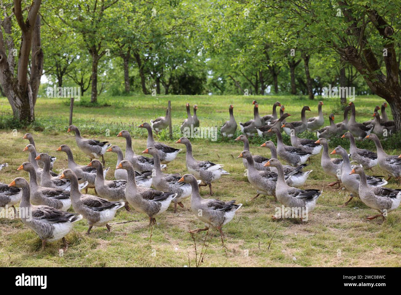 The famous Périgord geese in a field of walnut trees. Agriculture ...
