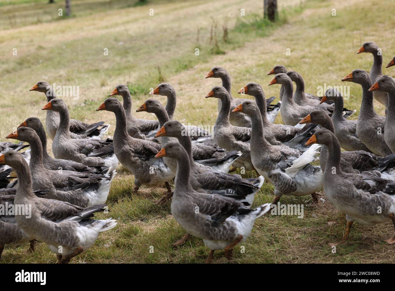The famous Périgord geese in a field of walnut trees. Agriculture ...