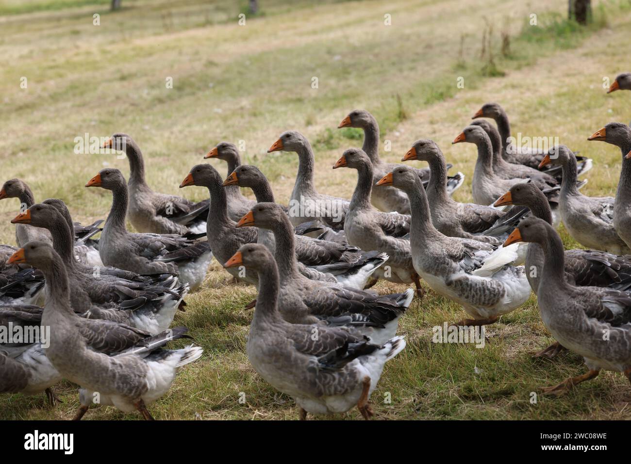 The famous Périgord geese in a field of walnut trees. Agriculture ...