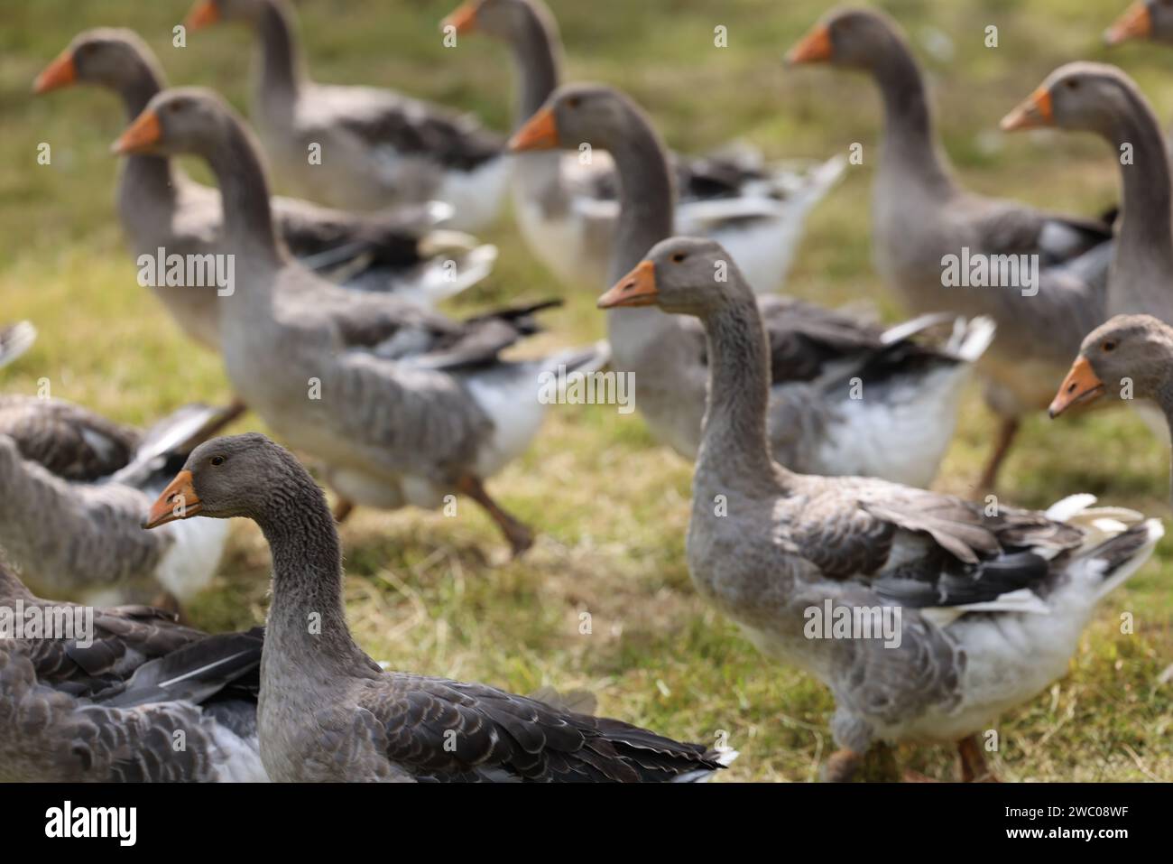 The famous Périgord geese in a field of walnut trees. Agriculture ...