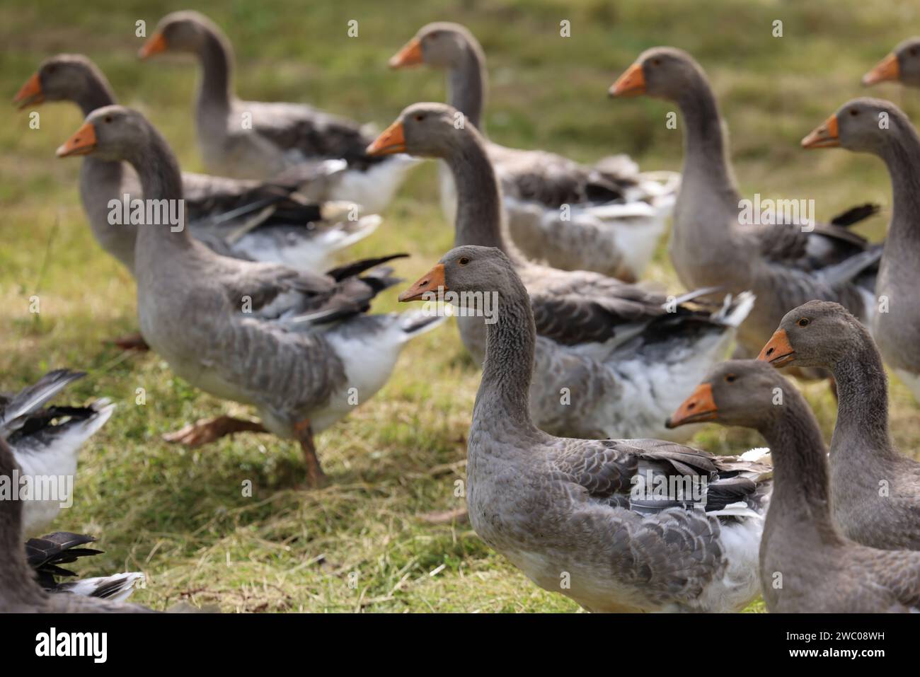 The famous Périgord geese in a field of walnut trees. Agriculture ...