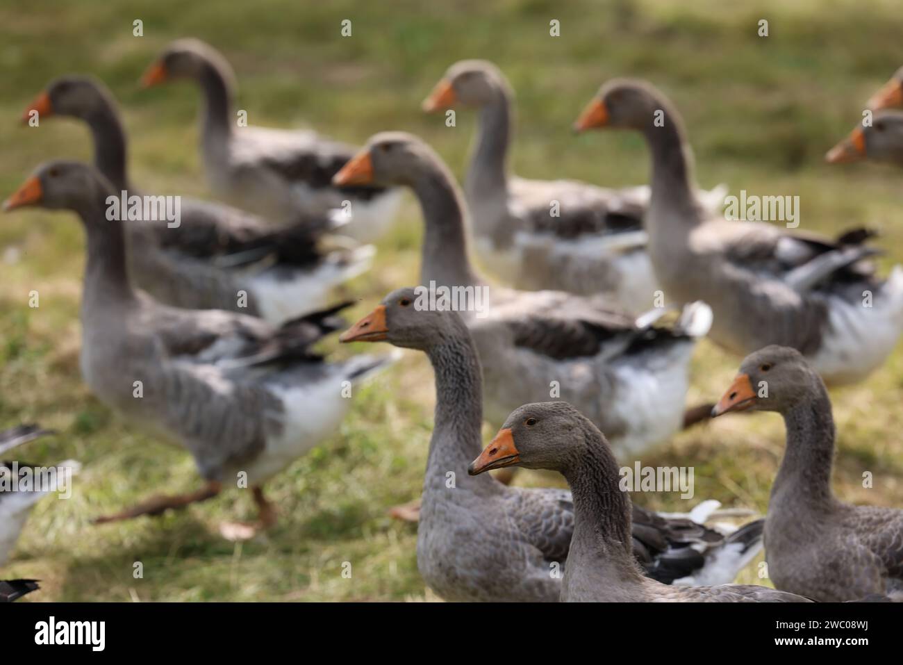 The famous Périgord geese in a field of walnut trees. Agriculture ...