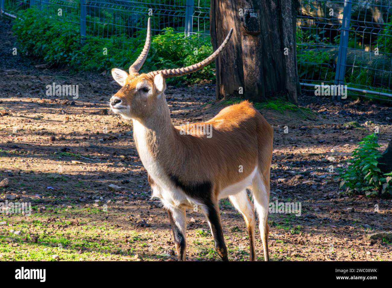 Savanna fauna hi-res stock photography and images - Alamy