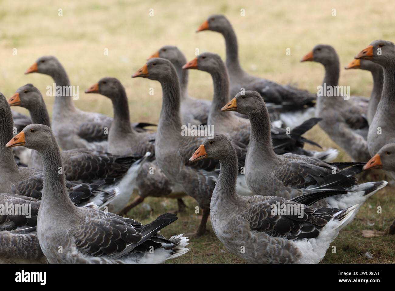 The famous Périgord geese in a field of walnut trees. Agriculture ...