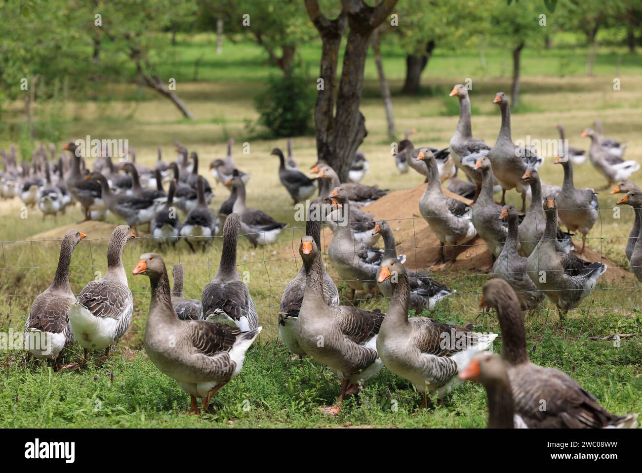 The famous Périgord geese in a field of walnut trees. Agriculture ...