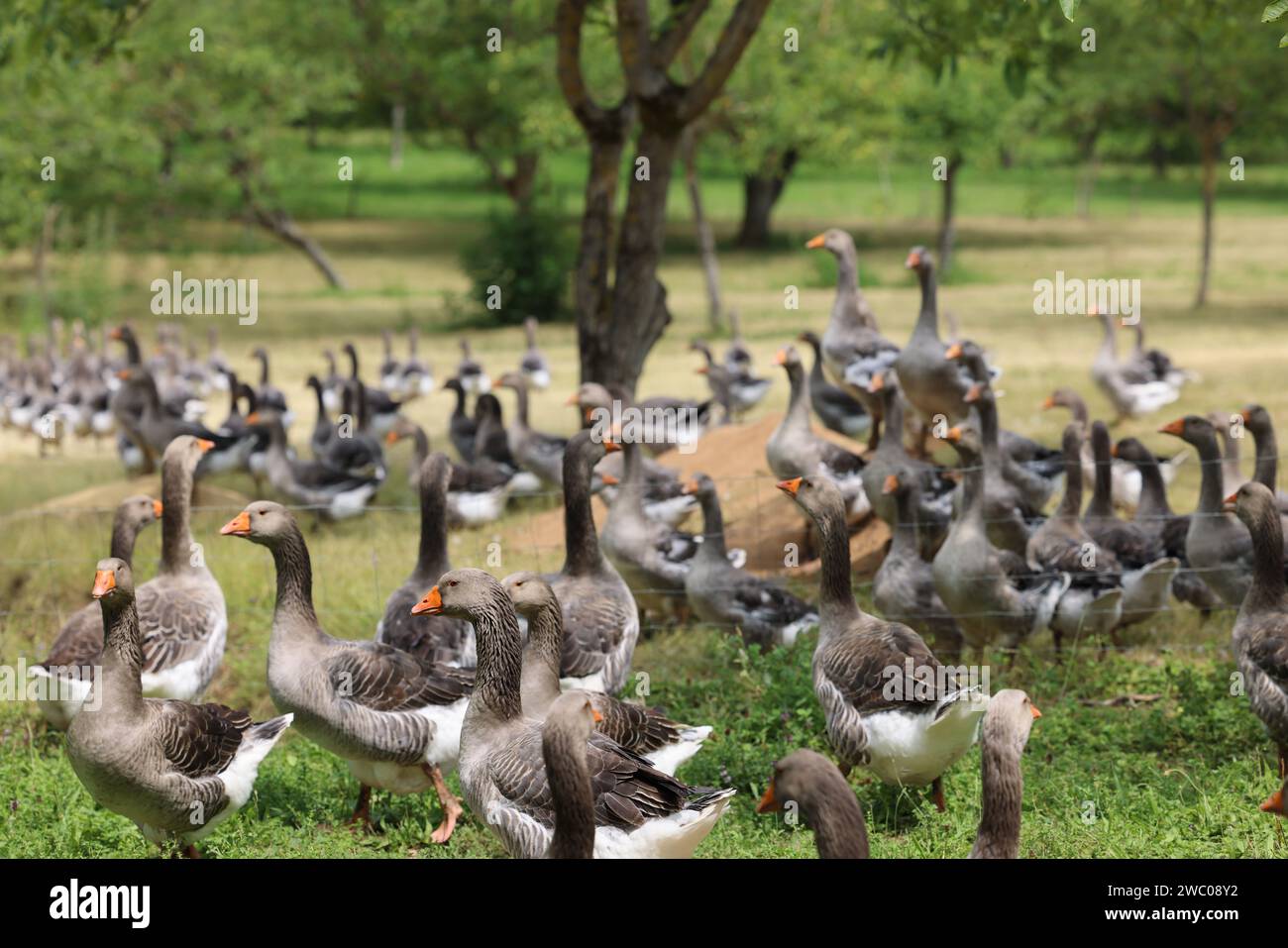 The famous Périgord geese in a field of walnut trees. Agriculture ...