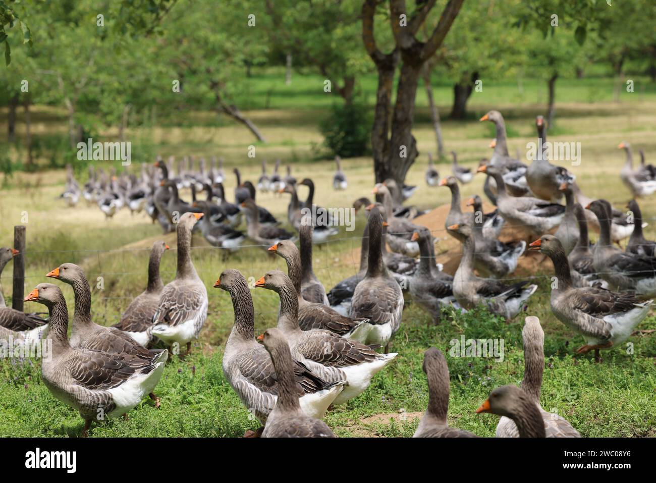 The famous Périgord geese in a field of walnut trees. Agriculture ...