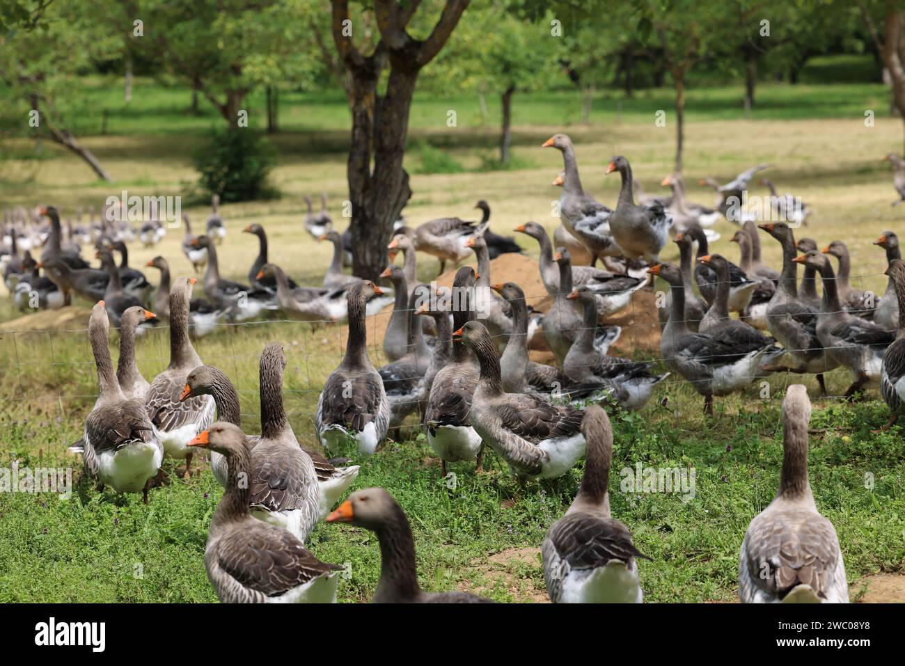 The famous Périgord geese in a field of walnut trees. Agriculture ...