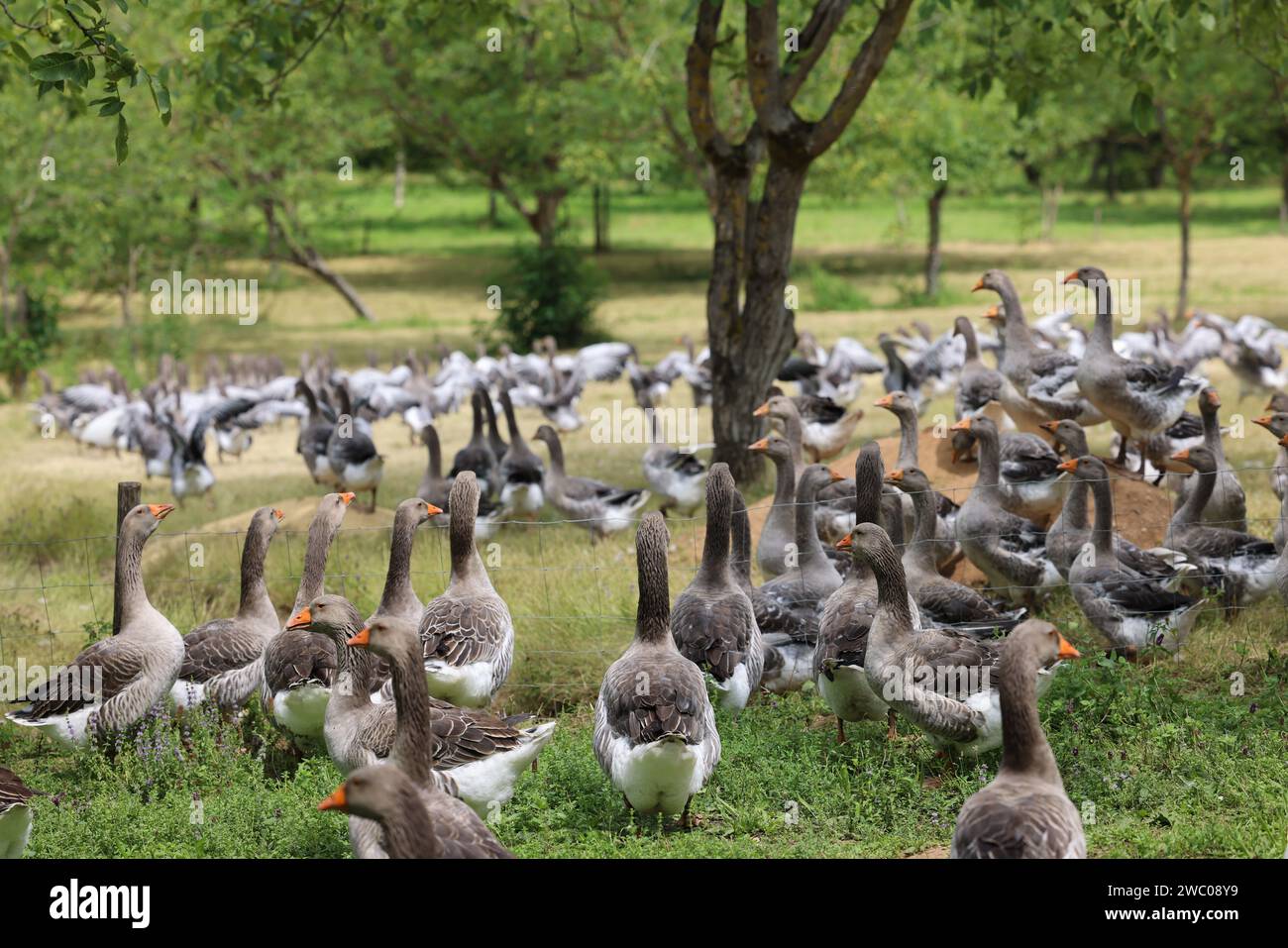 The famous Périgord geese in a field of walnut trees. Agriculture ...