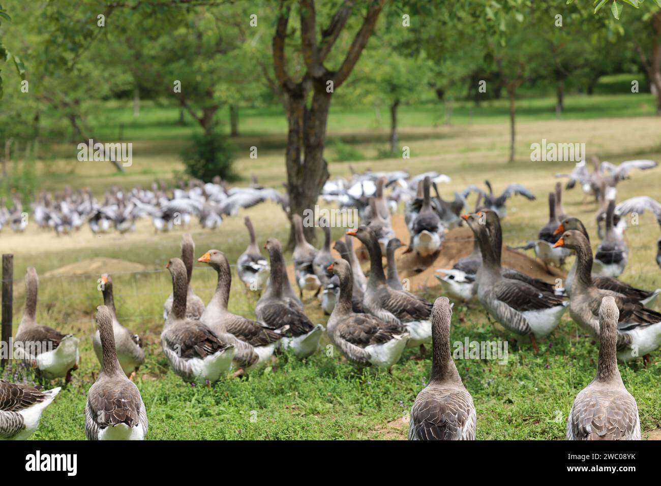 The famous Périgord geese in a field of walnut trees. Agriculture ...