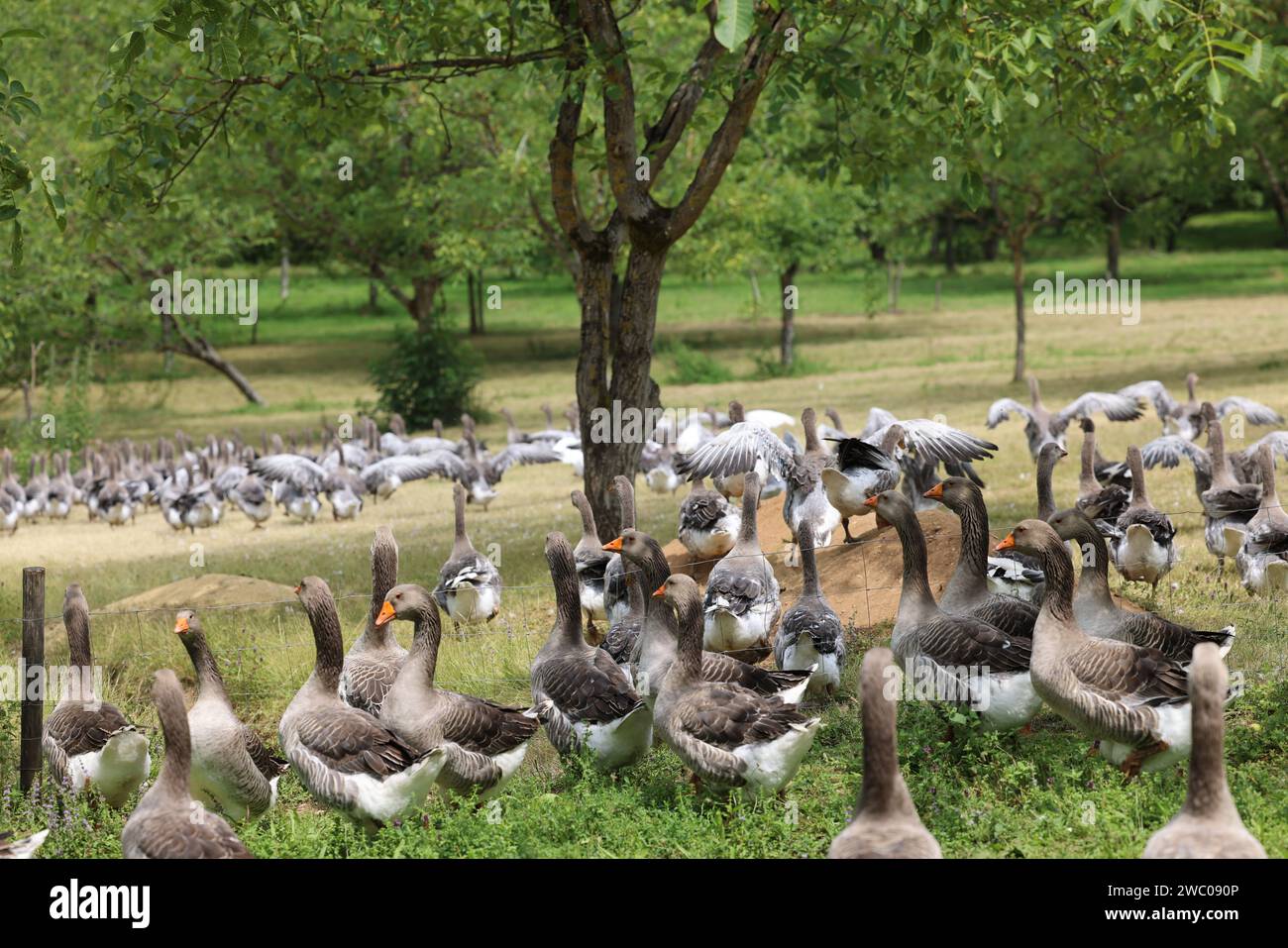 The famous Périgord geese in a field of walnut trees. Agriculture ...
