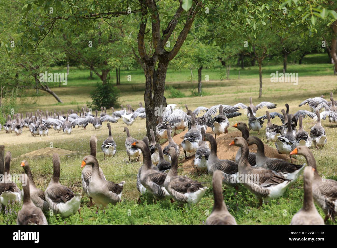 The famous Périgord geese in a field of walnut trees. Agriculture ...