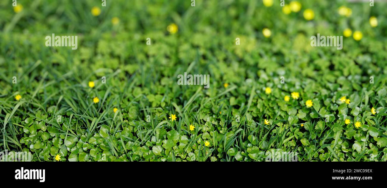 Weed leaf design hi-res stock photography and images - Alamy