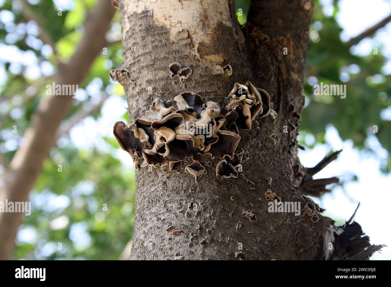 Jelly ear or Judas's ear fungus (Auricularia auricula-judae) growing on ...