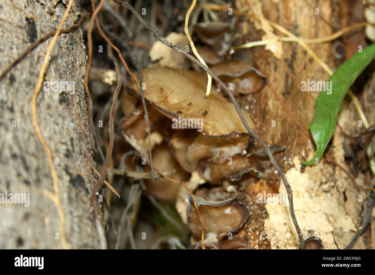Jelly ear or Judas's ear fungus (Auricularia auricula-judae) growing on ...