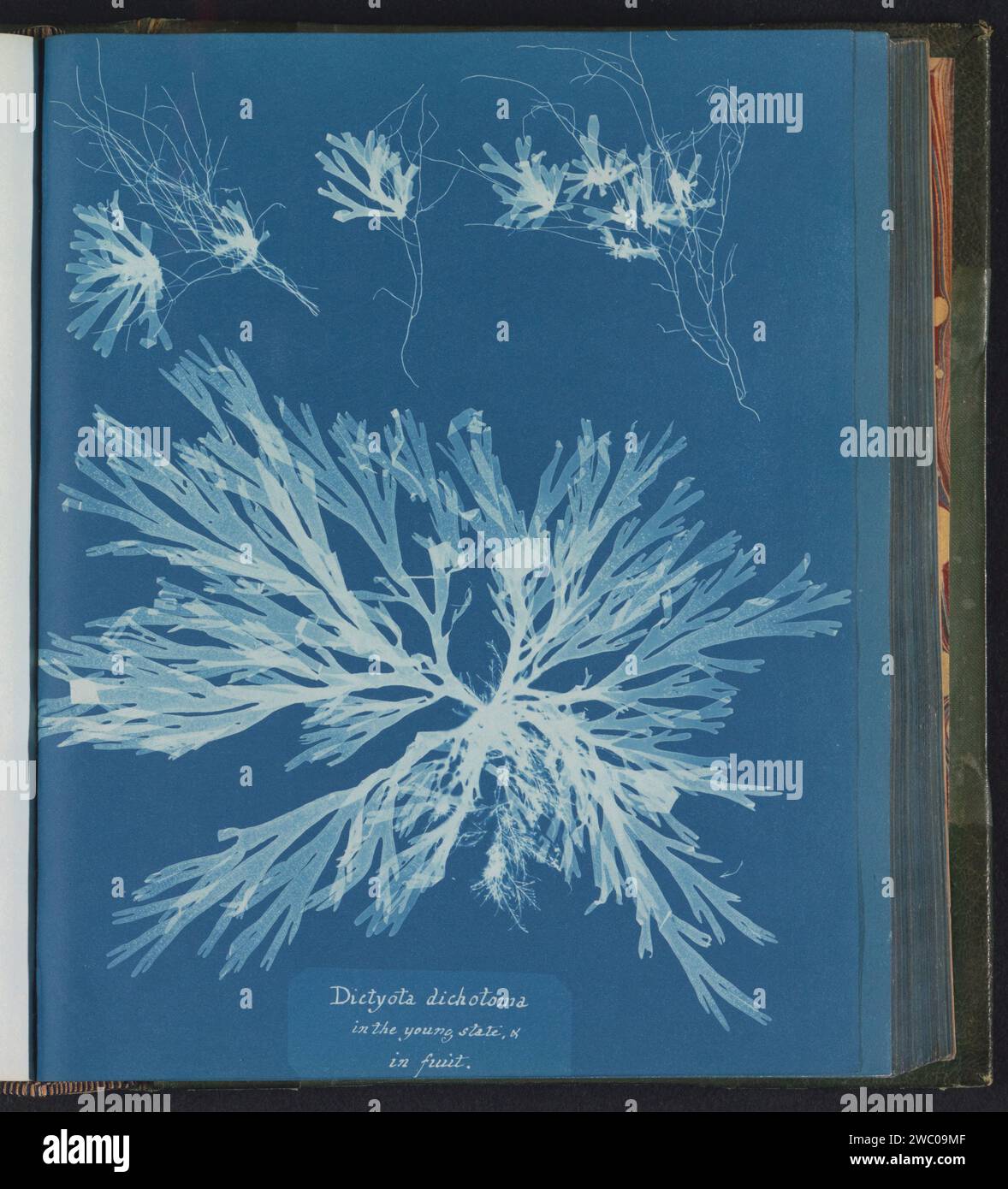 Anna atkins dictyota dichotoma hi-res stock photography and images - Alamy