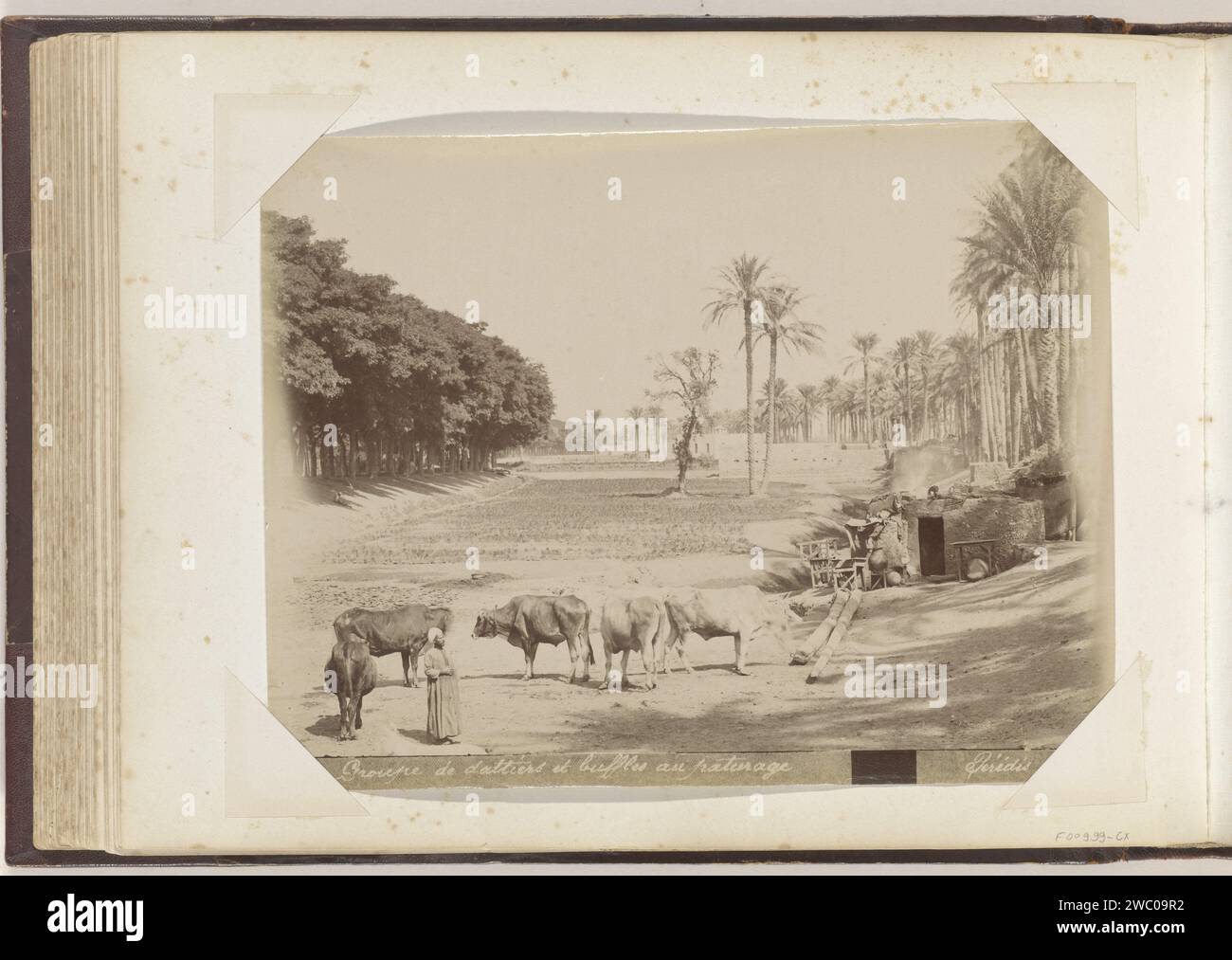 Shepherd and grazing buffalo with a hut under date palms, presumably in ...