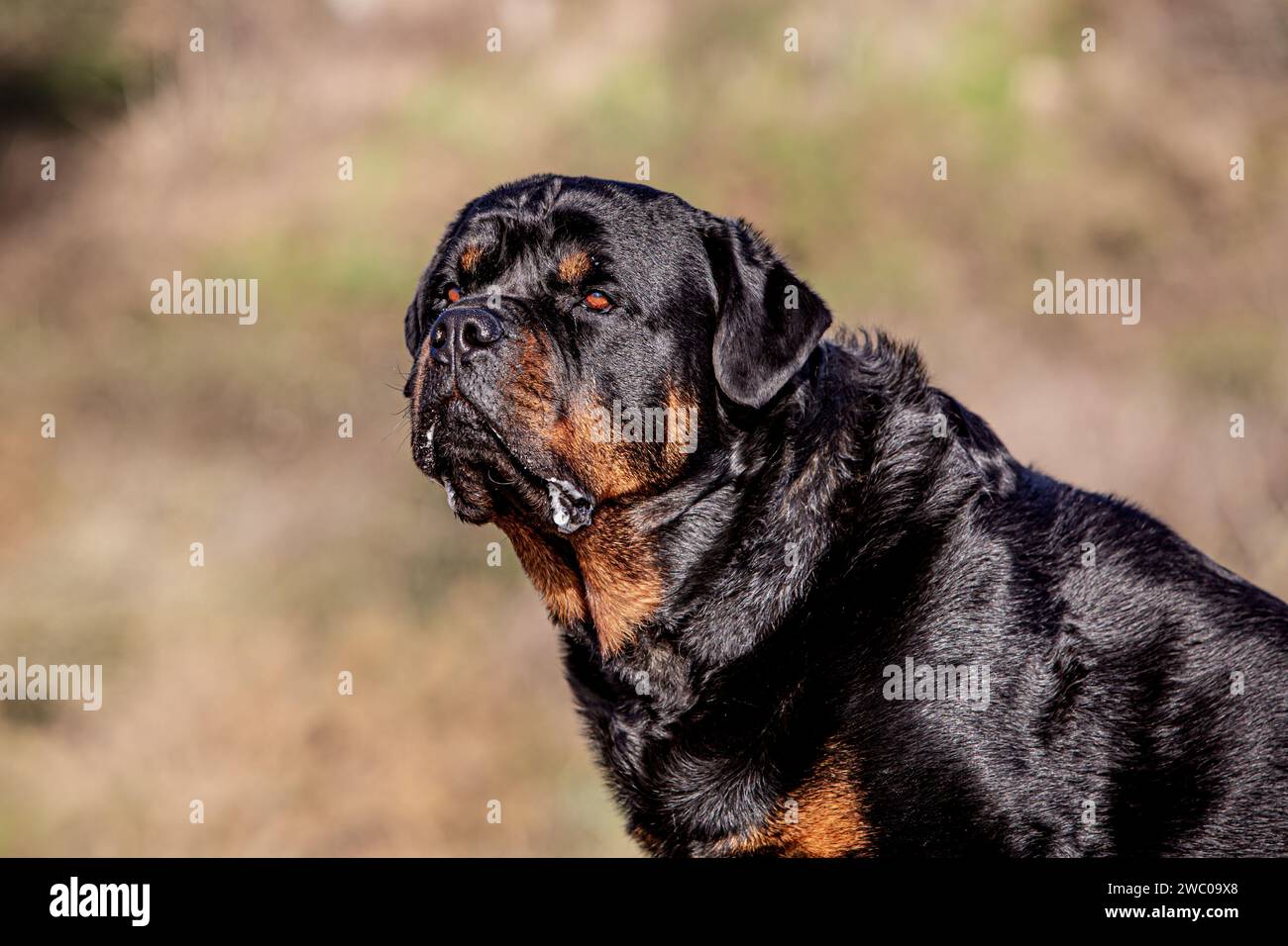 Dog photo shoot hi-res stock photography and images - Alamy