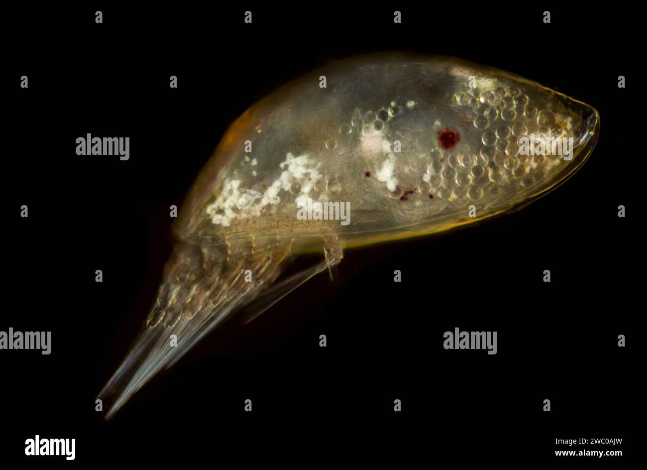 Barnacle plankton hi-res stock photography and images - Alamy