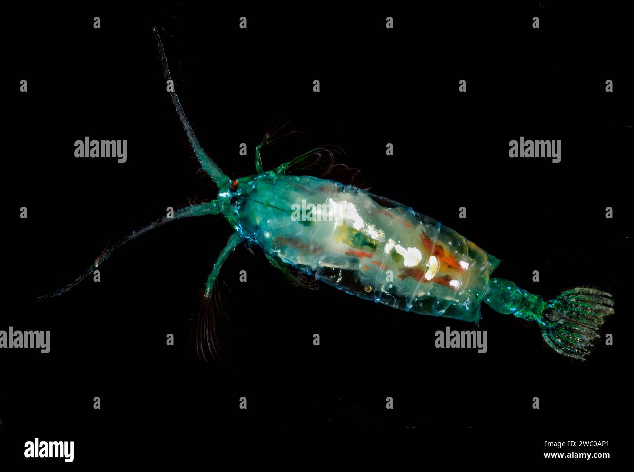 Copepoda hi-res stock photography and images - Alamy