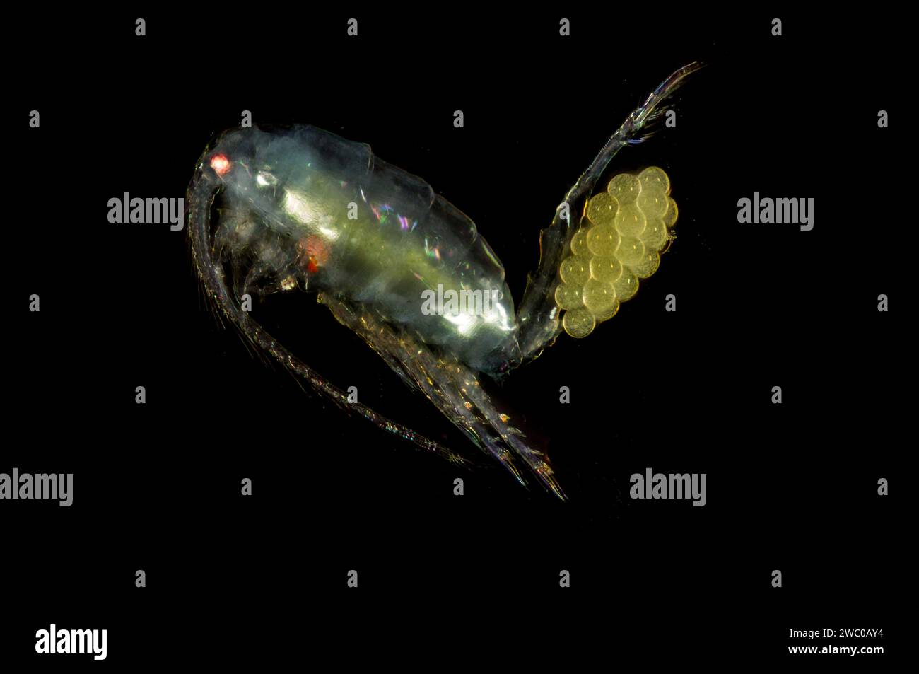 Copepod with egg mass hi-res stock photography and images - Alamy