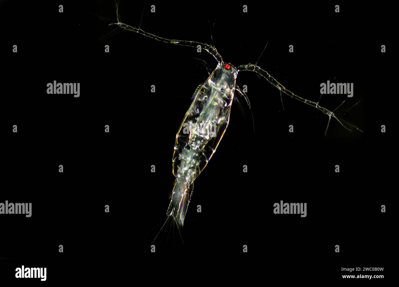 Copepod hi-res stock photography and images - Alamy