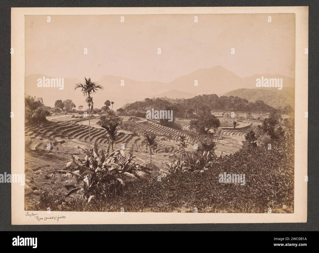 Terraced fields of rice, Sri Lanka, anonymous, 1860 - 1890 photograph ...