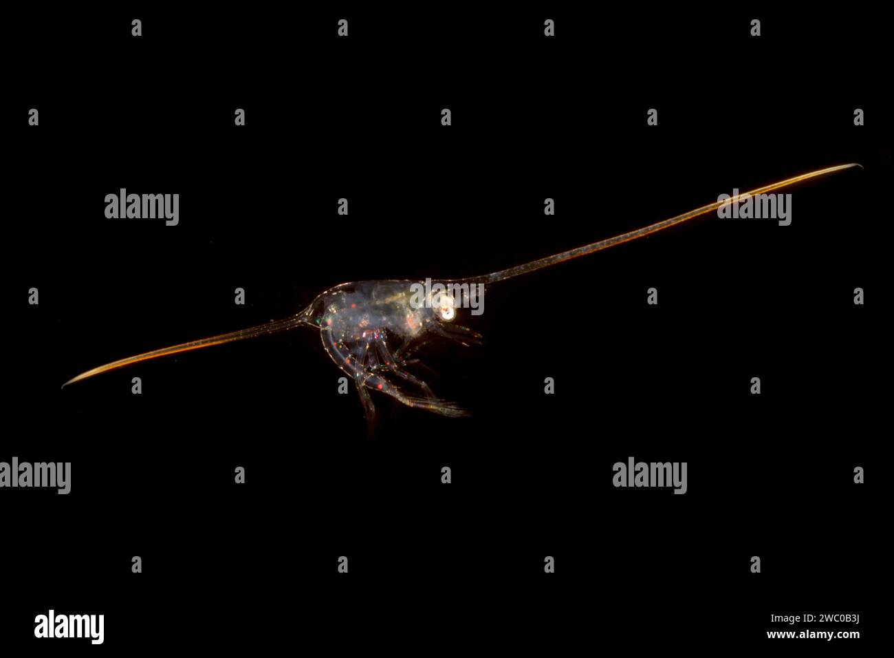 Porcelain crab zoea Stock Photo - Alamy