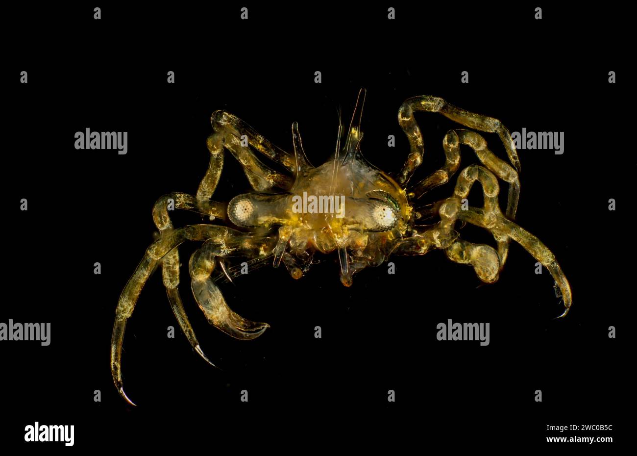 Megalopa hi-res stock photography and images - Alamy