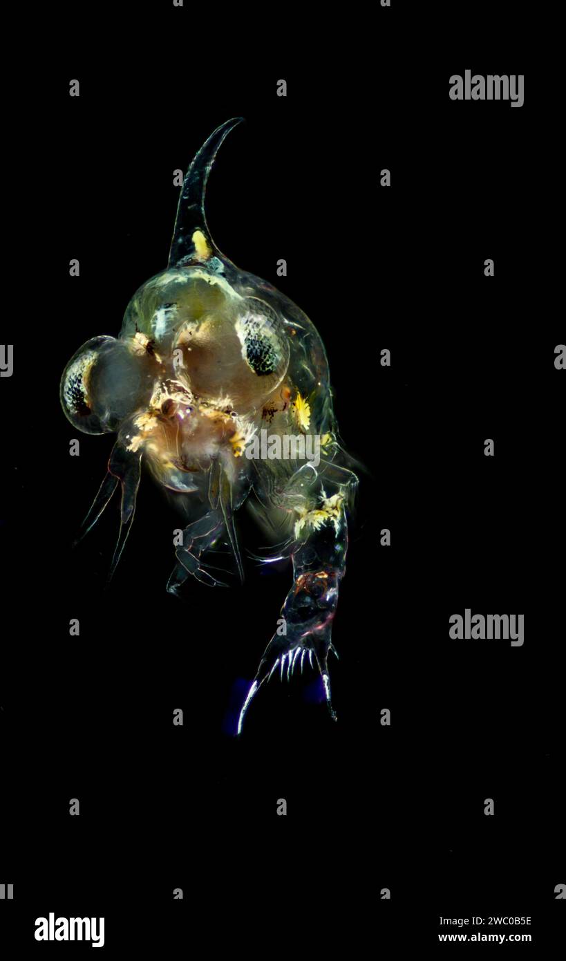 Zoea hi-res stock photography and images - Alamy