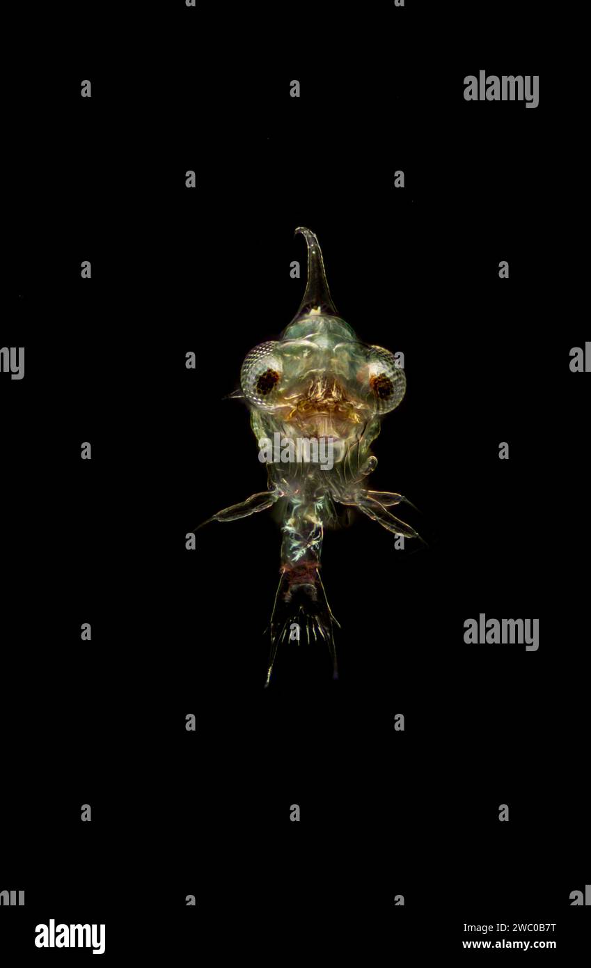 Zoea hi-res stock photography and images - Alamy