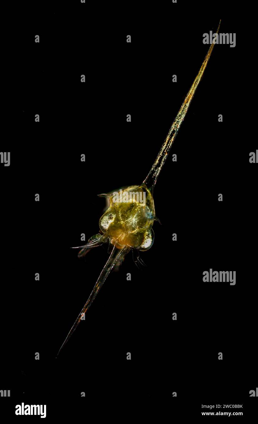 Zoea hi-res stock photography and images - Alamy