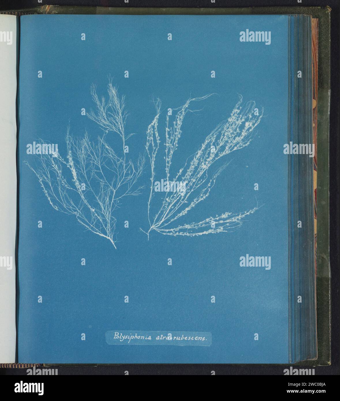 Polysiphonia atrorubescens hi-res stock photography and images - Alamy