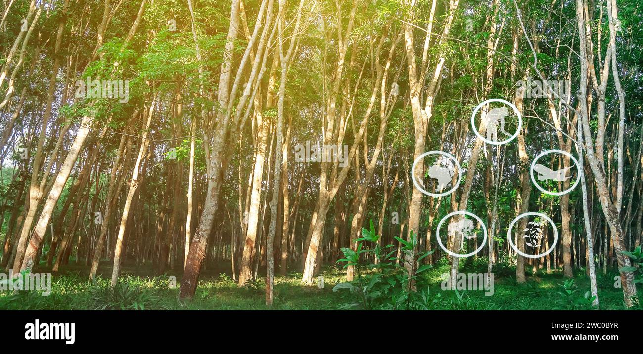 Tourism resources and agricultural learning, Rubber plantation farming ...