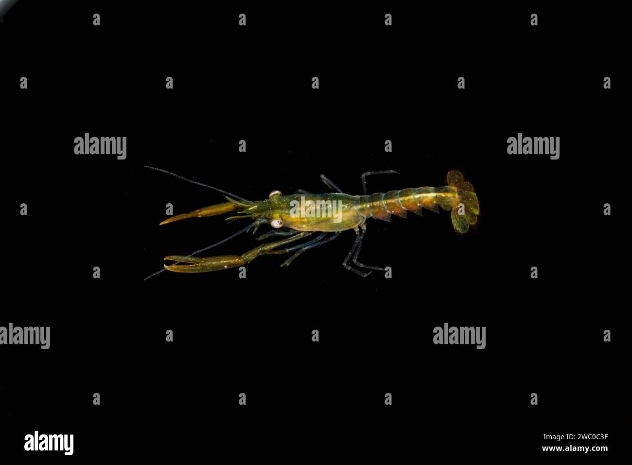 Lobster larvae hi-res stock photography and images - Alamy