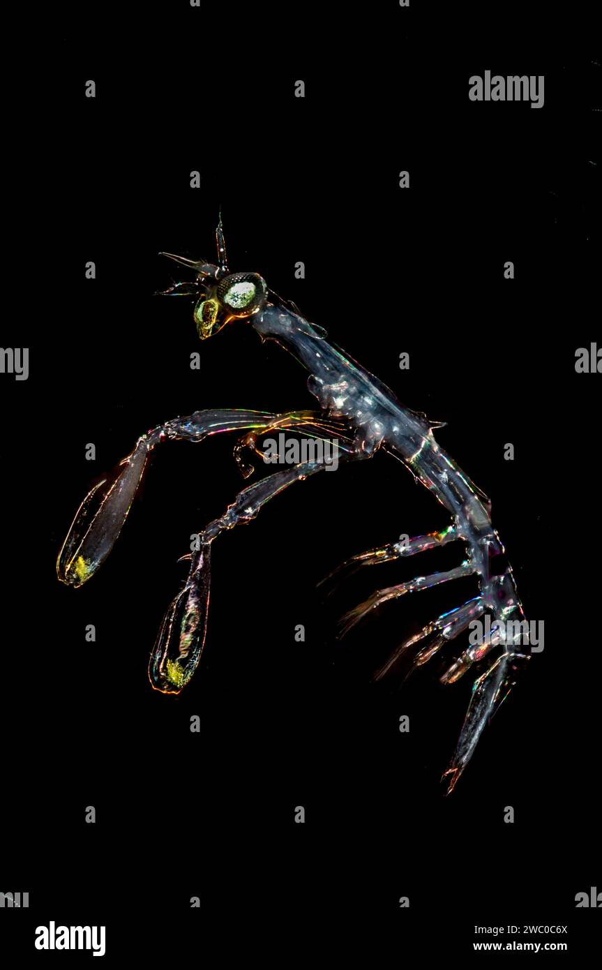 Shrimp larvae hi-res stock photography and images - Alamy